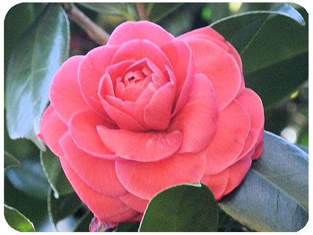 A(2238) ツバキ類 (3): maechan