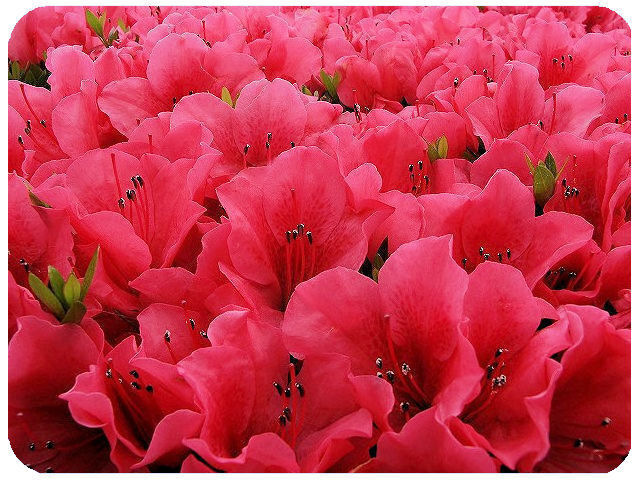 A(2243) つつじ(1): maechan