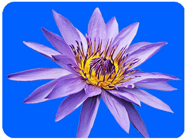 A(2249) 睡蓮(1): maechan