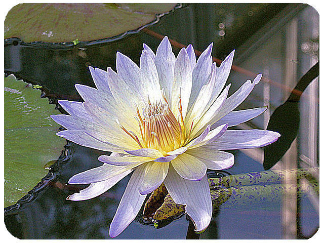 A(2250) 睡蓮(2): maechan