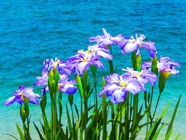 A(2254) 菖蒲類 (1): maechan