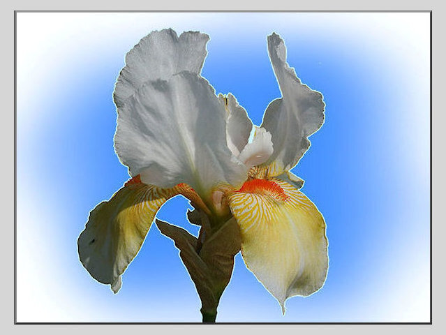 A(2255) 菖蒲類 (2): maechan