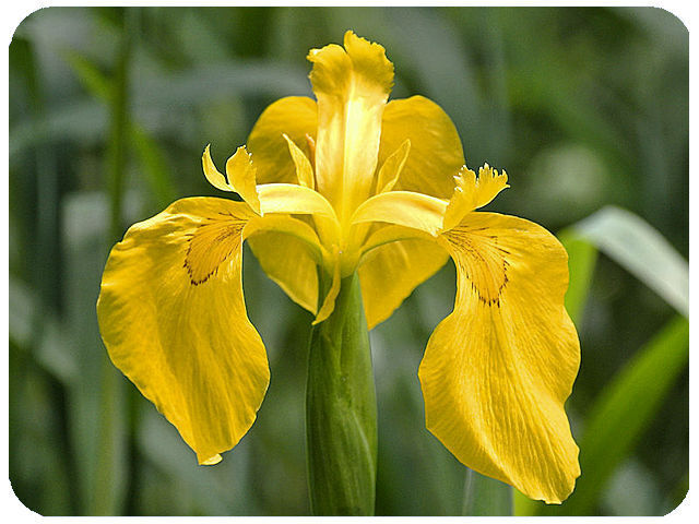 A(2256) 菖蒲類 (3): maechan