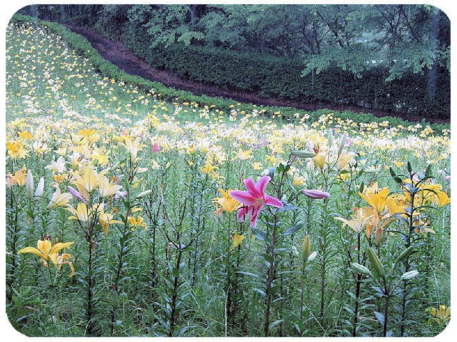 A(2260) ユリ (1): maechan