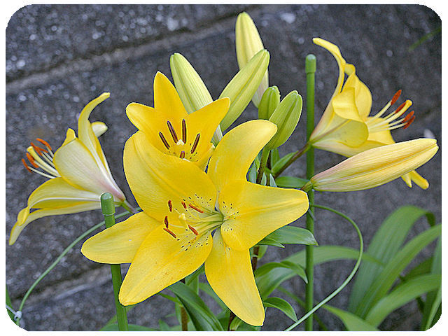 A(2262) ユリ (3): maechan