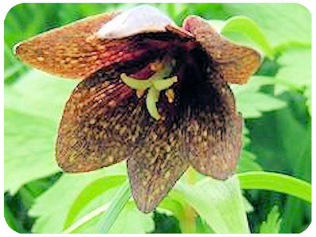 A(2268) ユリ (9): maechan