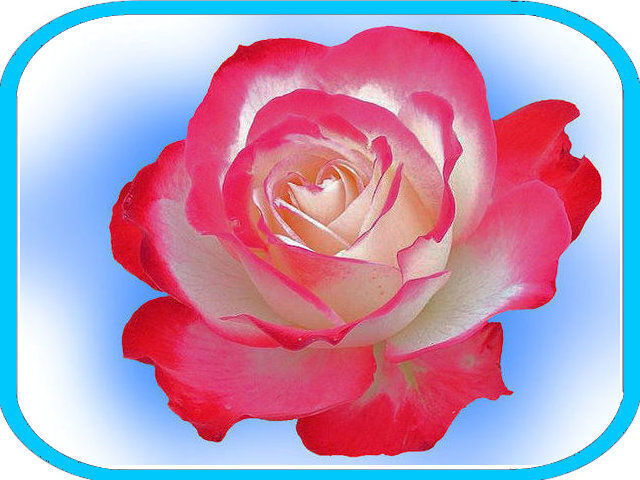 A(2276) 薔薇/バラ (1): maechan