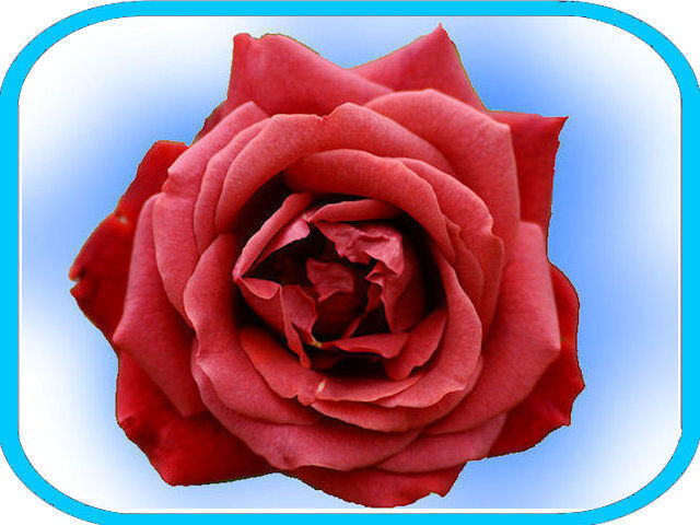 A(2276) 薔薇/バラ (1): maechan