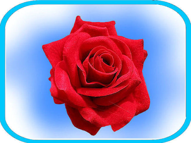 A(2276) 薔薇/バラ (1): maechan