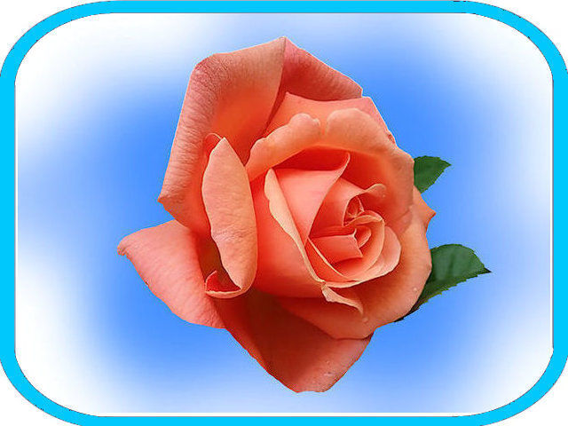 A(2276) 薔薇/バラ (1): maechan