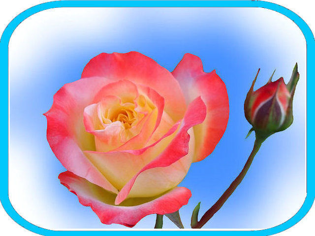 A(2276) 薔薇/バラ (1): maechan