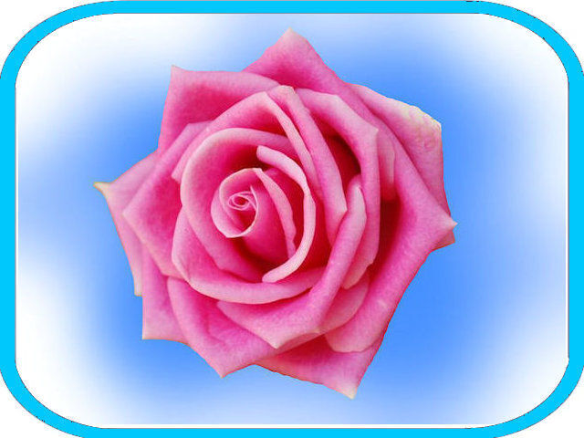 A(2276) 薔薇/バラ (1): maechan