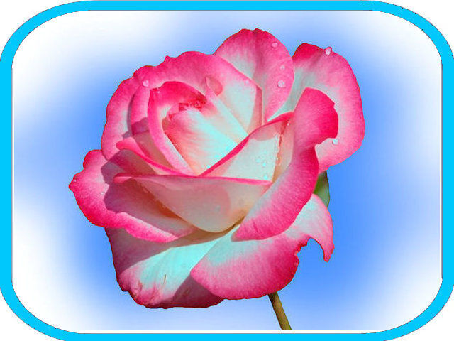 A(2276) 薔薇/バラ (1): maechan