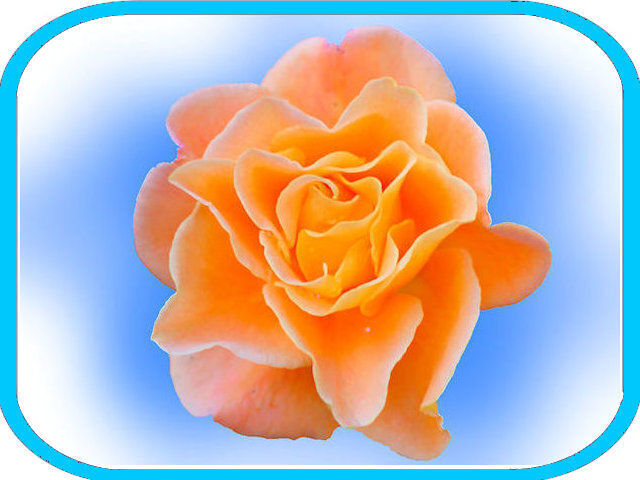 A(2276) 薔薇/バラ (1): maechan