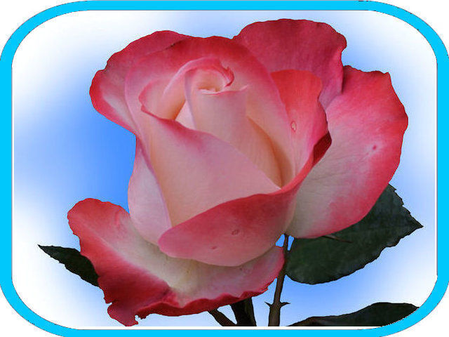 A(2276) 薔薇/バラ (1)