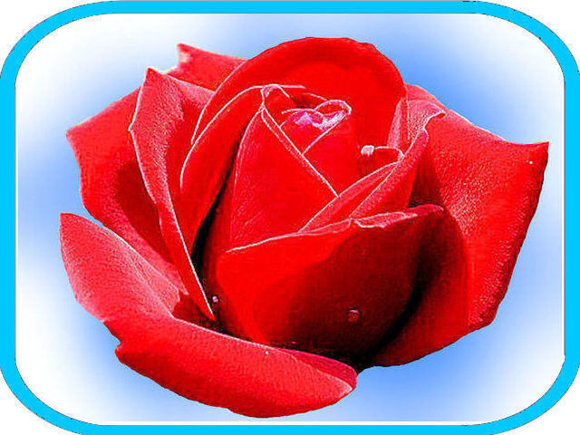 A(2276) 薔薇/バラ (1)