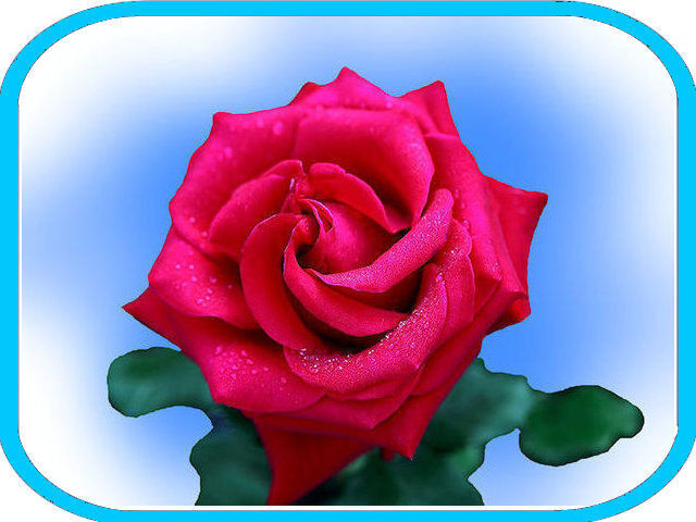 A(2276) 薔薇/バラ (1): maechan