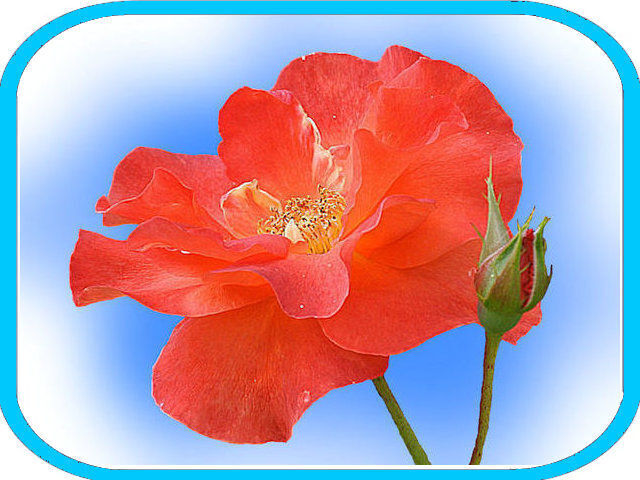 A(2276) 薔薇/バラ (1): maechan