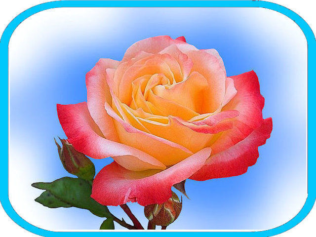 A(2276) 薔薇/バラ (1): maechan