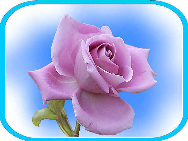 A(2277) 薔薇/バラ (2): maechan