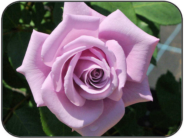 A(2285) 薔薇/バラ (10): maechan