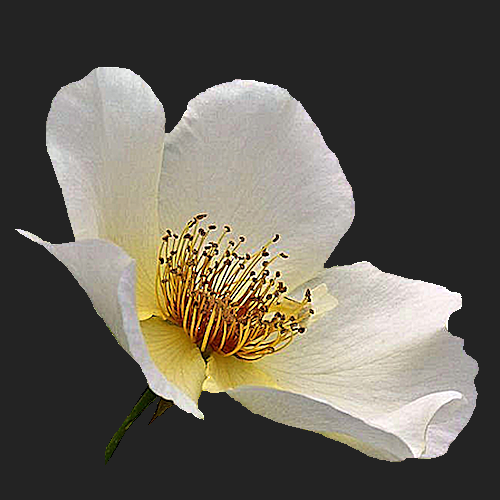 A(2289) 薔薇/バラ (14): maechan