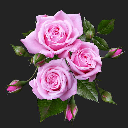 A(2289) 薔薇/バラ (14): maechan