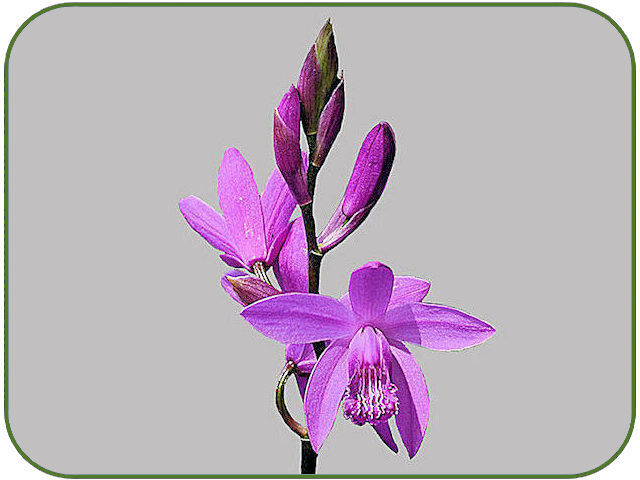 A(2300) シラン: maechan