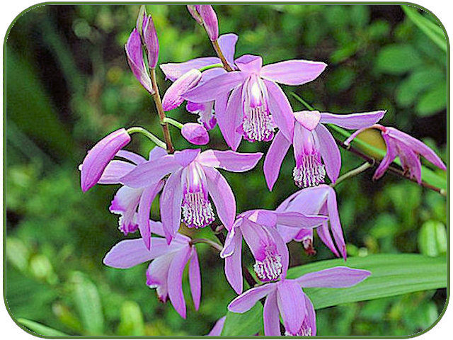 A(2300) シラン: maechan