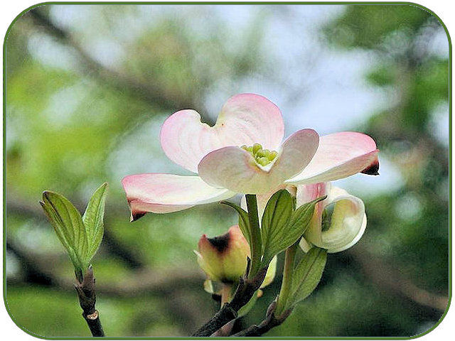 A(2302) ハナミズキ: maechan