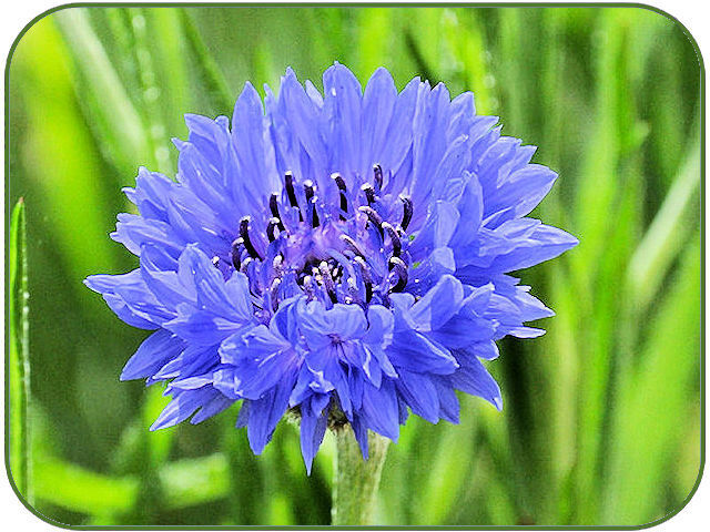 A(2303) ヤグルマギク: maechan