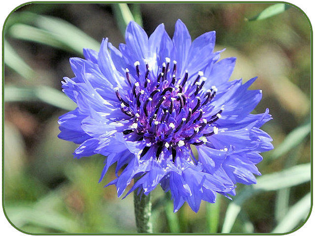 A(2303) ヤグルマギク: maechan