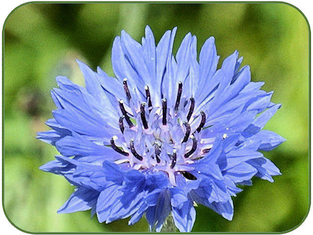 A(2303) ヤグルマギク: maechan