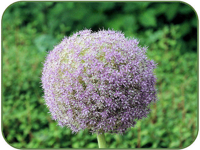 A(2305) 丸い花: maechan