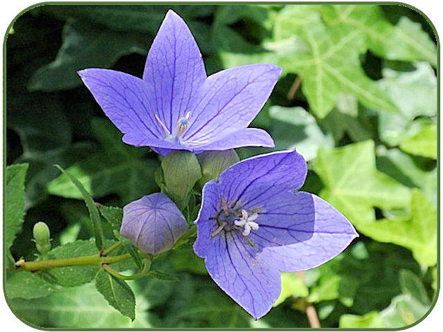 A(2307) キキョウ: maechan