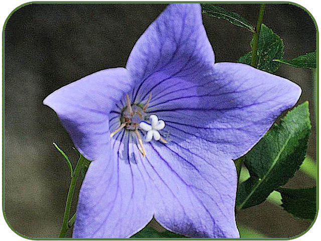 A(2307) キキョウ: maechan