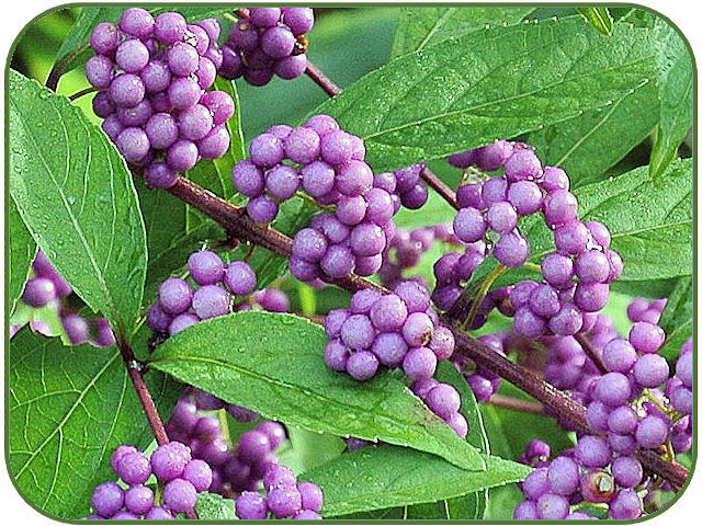 A(2447) 画像お遊び 雑ー26: maechan