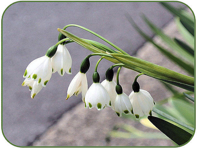 A(2311) エトセトラ-1: maechan