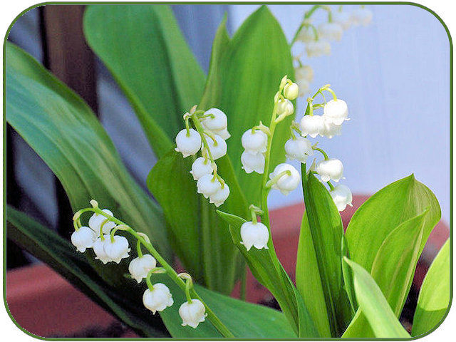 A(2311) エトセトラ-1: maechan