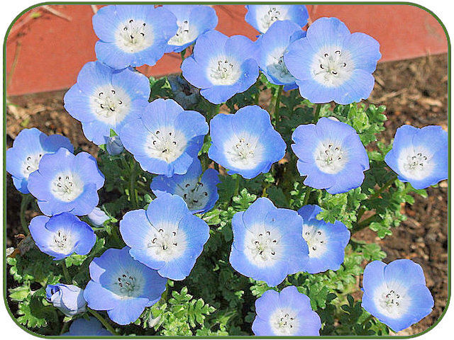 A(2311) エトセトラ-1: maechan