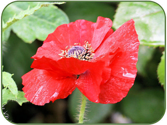 A(2311) エトセトラ-1: maechan