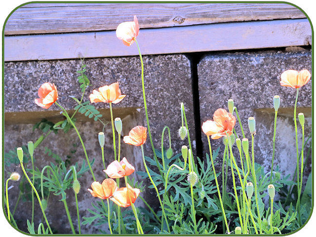 A(2311) エトセトラ-1: maechan