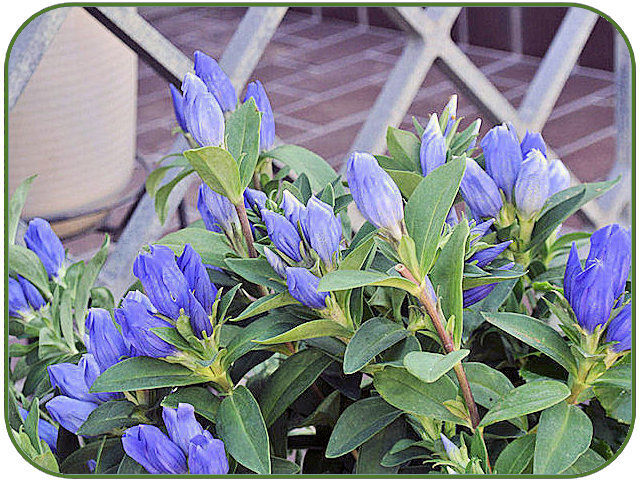 A(2312) エトセトラ-2: maechan