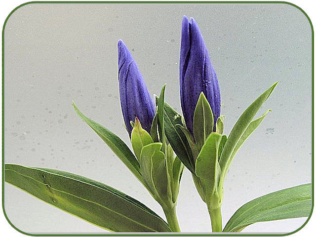 A(2312) エトセトラ-2: maechan