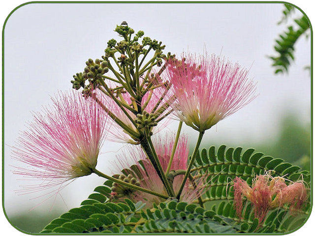 A(2314) エトセトラ-4: maechan