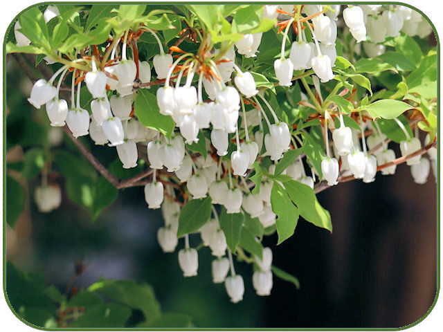 A(2314) エトセトラ-4: maechan