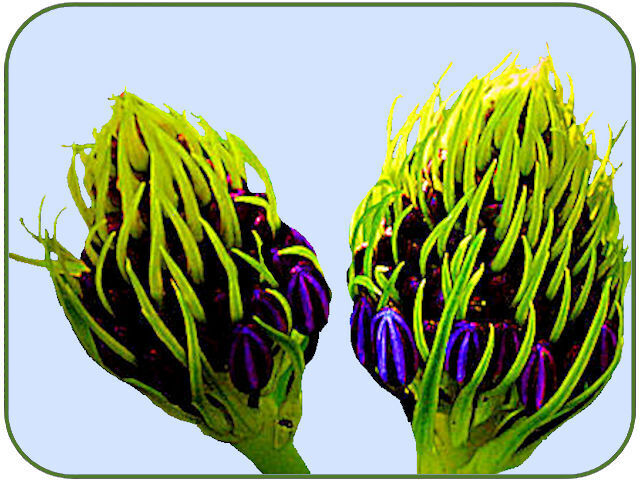 A(2314) エトセトラ-4: maechan