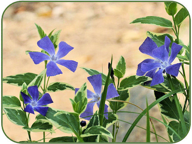 A(2314) エトセトラ-4: maechan