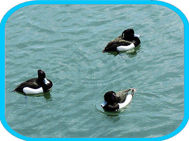 A(2317) エトセトラ-7: maechan