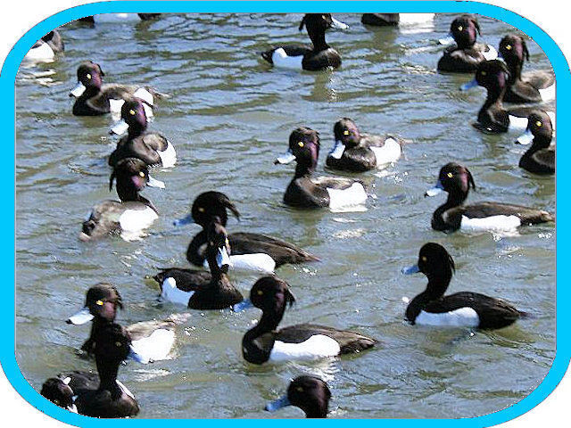 A(2317) エトセトラ-7: maechan